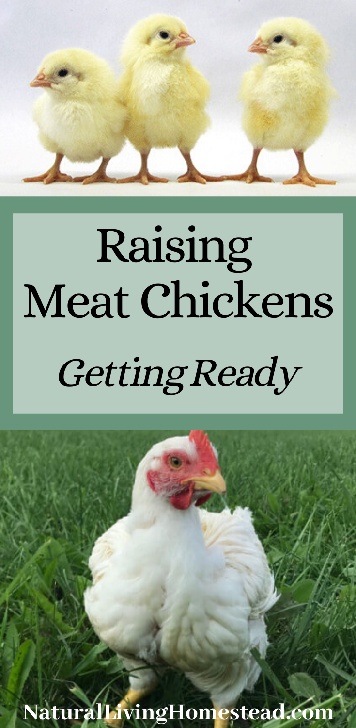 Raising Meat Chickens: Getting Ready - Natural Living Homestead
