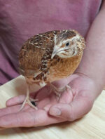 How to Butcher Quail - Step-by Step Process for Beginners - Natural ...