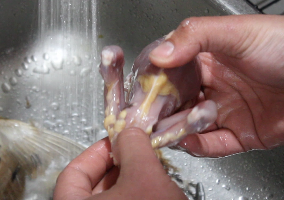 How to Butcher Quail - Step-by Step Process for Beginners - Natural ...