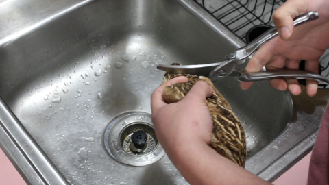 How to Butcher Quail - Step-by Step Process for Beginners - Natural ...